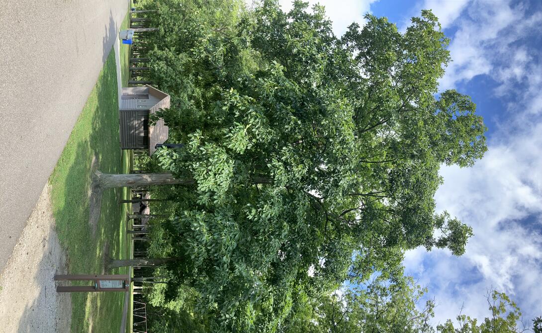 Shagbark Hickory | CMP Tree Selection Tool